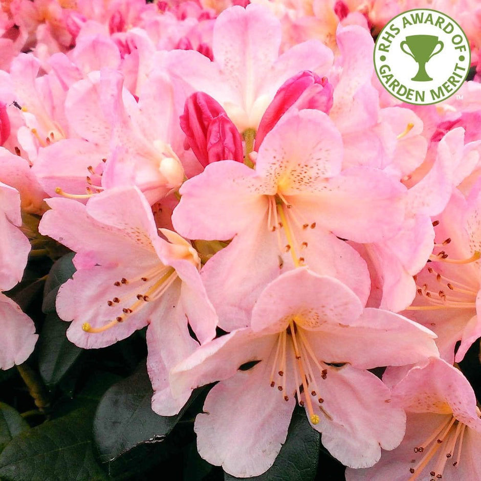 Rhododendron Lord Roberts | Evergreen Red Rhododendron – Ornamental Trees