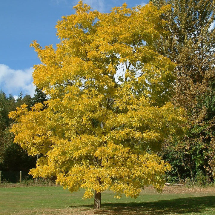 Gleditsia triacanthos Sunburst | Golden Honey Locust Tree – Ornamental ...