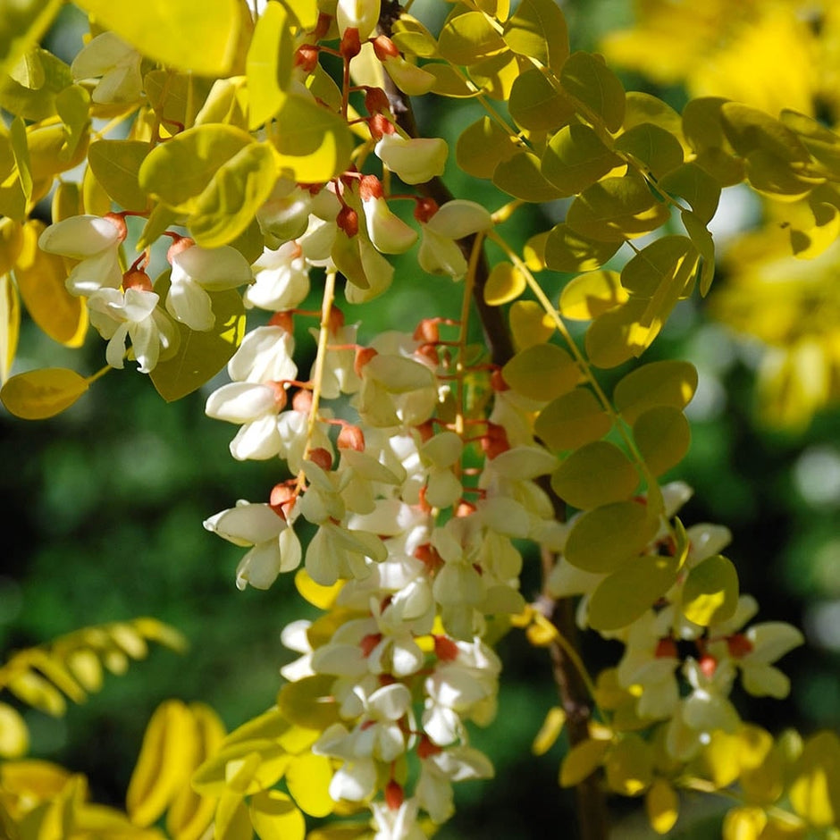Gleditsia triacanthos Sunburst | Golden Honey Locust Tree – Ornamental ...