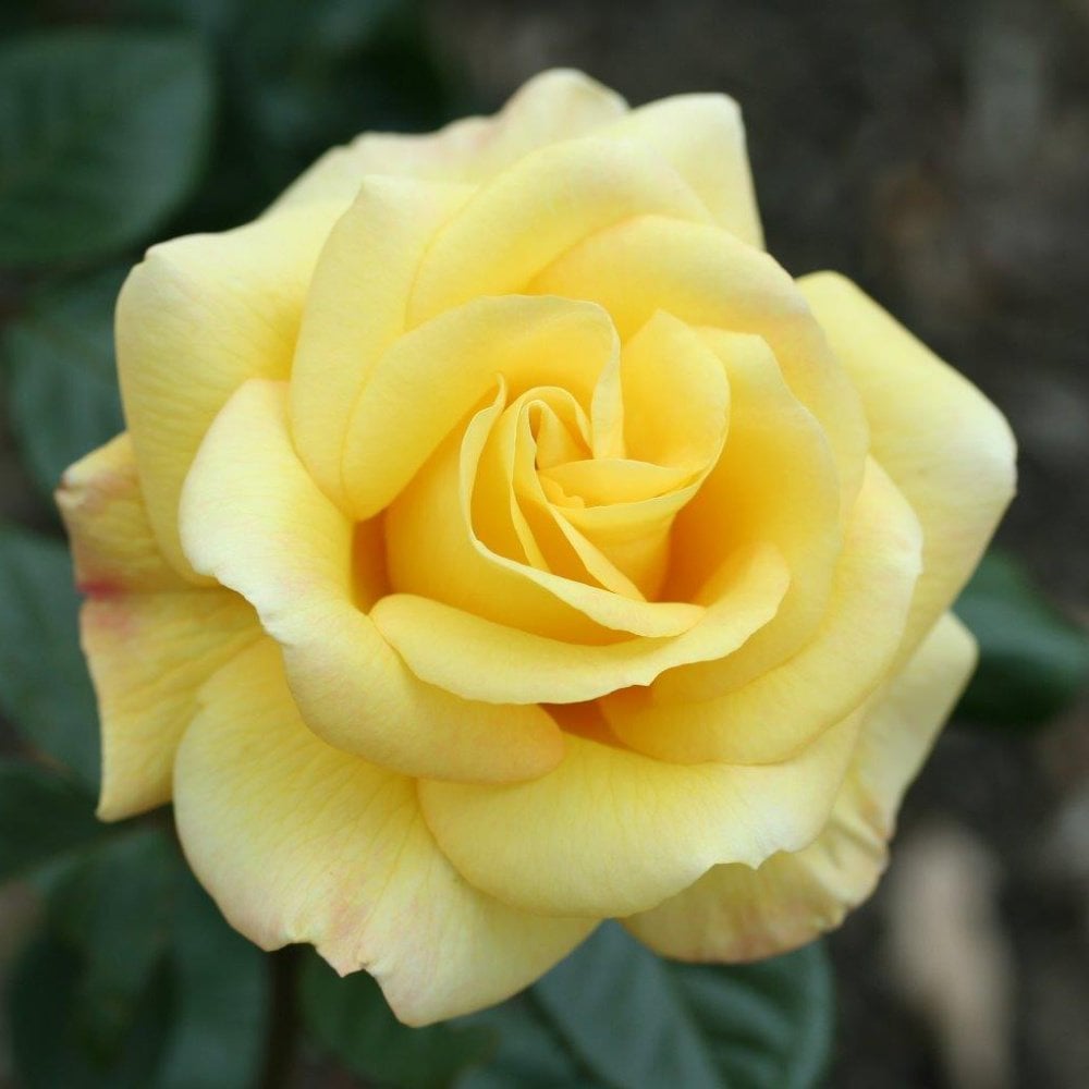 Rose Arthur Bell | Buy Yellow Rose Bushes | Ornamental Trees