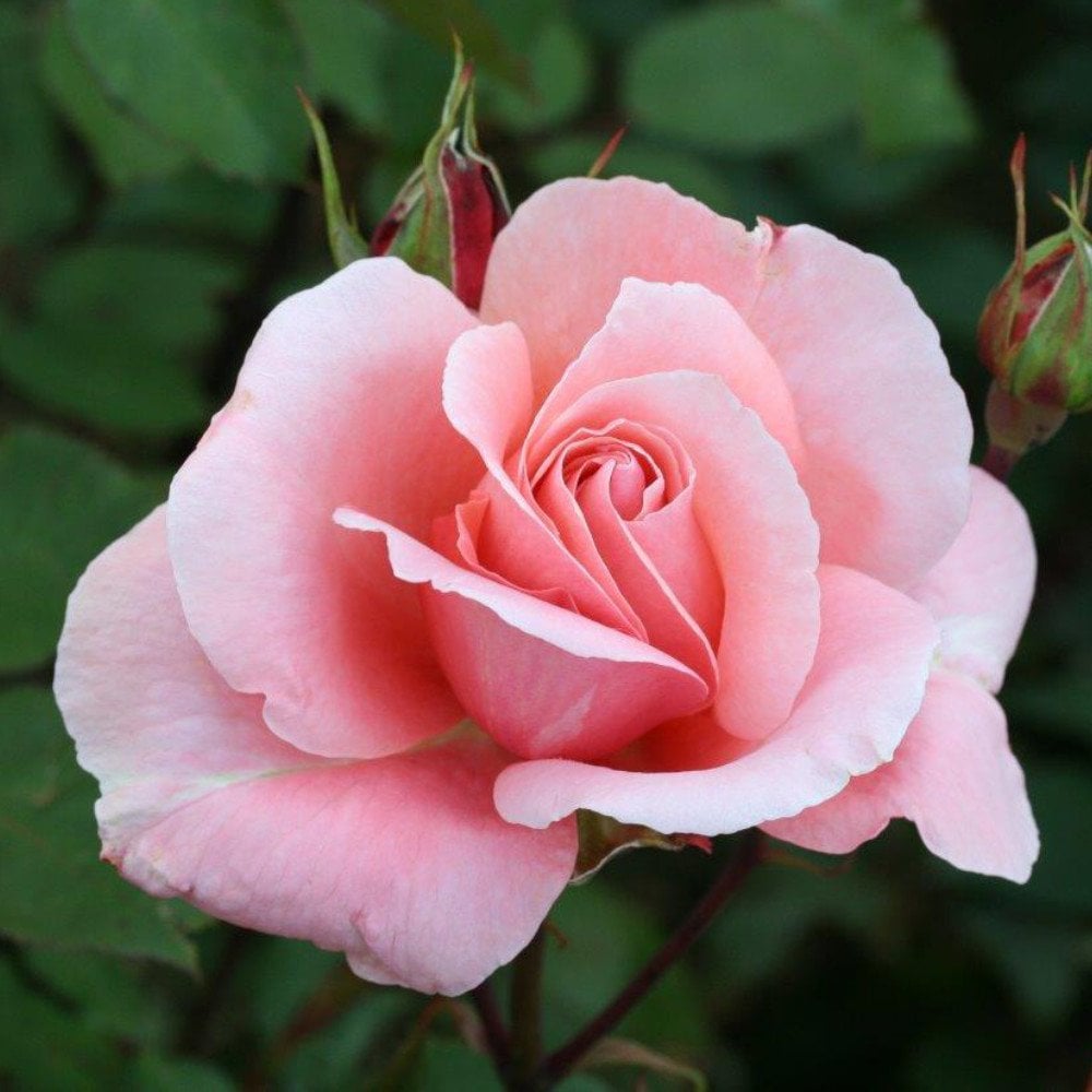 Rose Dancing Queen | Buy Pink Climbing Roses – Ornamental Trees