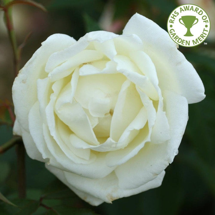 Rose Champagne Moment | Buy Cream Rose Bushes – Ornamental Trees