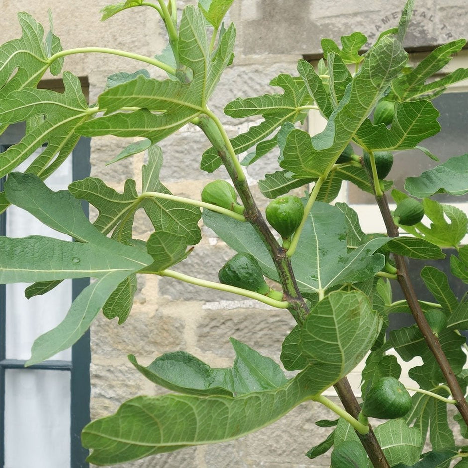 Fig Brown Turkey | Buy Fig Trees & Bushes | Ornamental Trees
