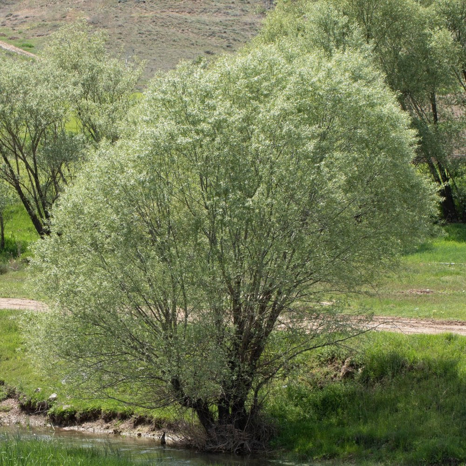 Willow & Weeping Willow Trees | Salix For Sale | Ornamental Trees