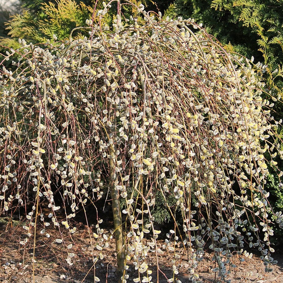 Willow & Weeping Willow Trees | Salix For Sale | Ornamental Trees