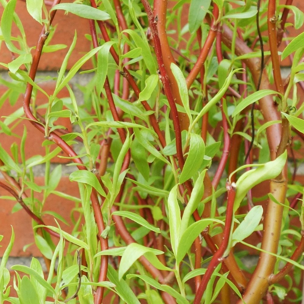 Salix Erythroflexuosa | Red Twisted Willow Tree | Ornamental Trees