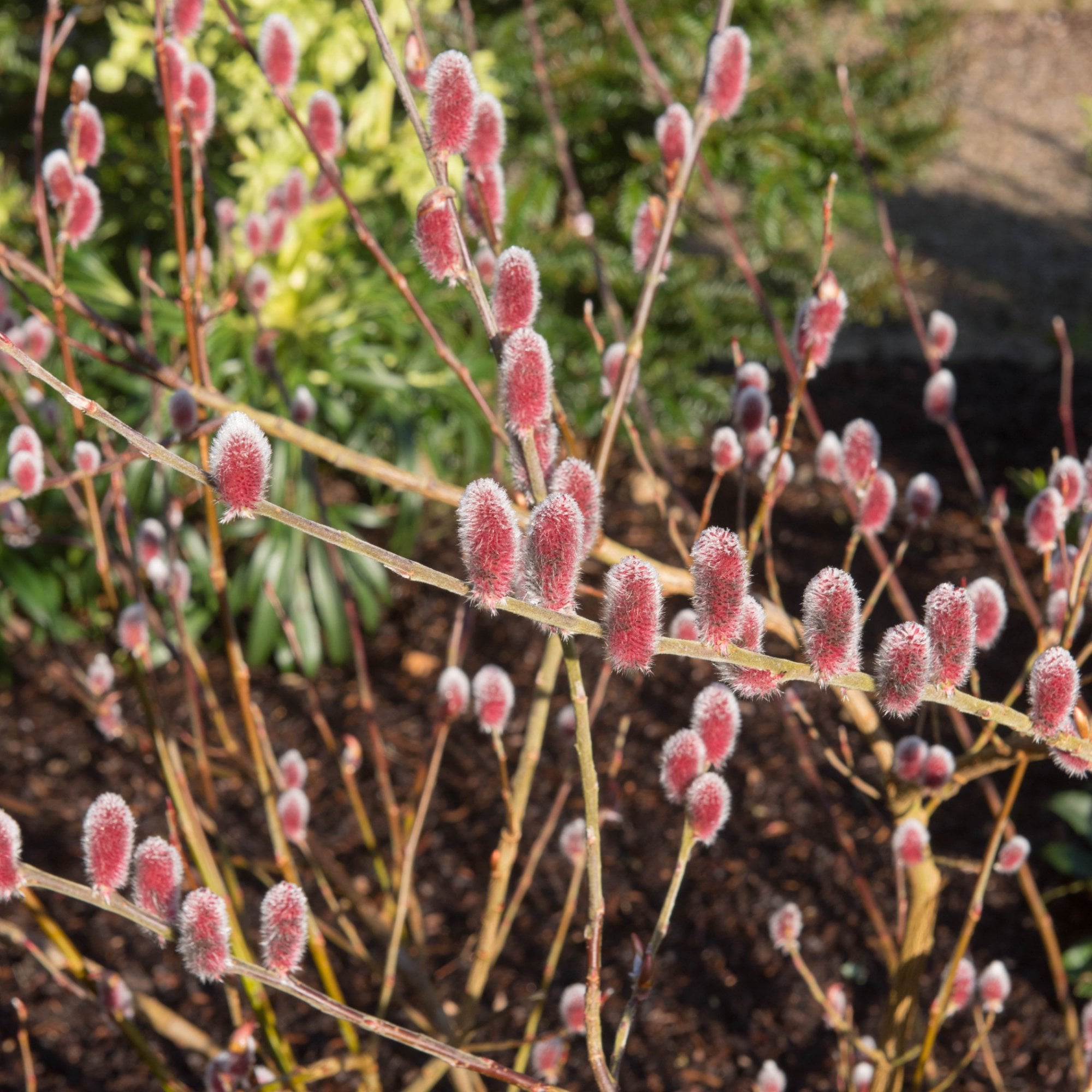 Salix gracilistyla Mount Aso | Pink Pussy Willow Trees – Ornamental Trees