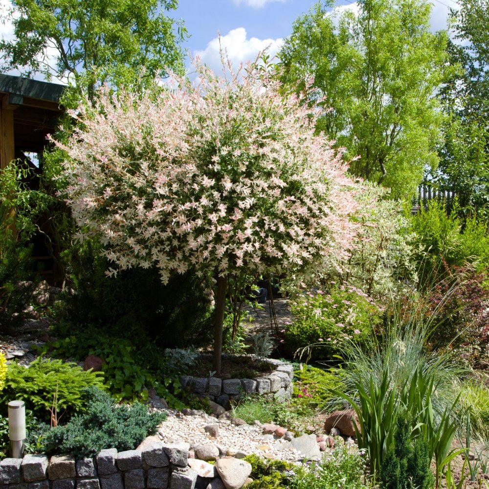 Salix integra Hakuro Nishiki | Flamingo Dwarf Willow | Ornamental Trees