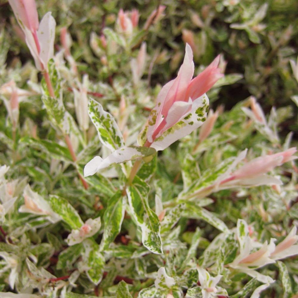 Salix integra Hakuro Nishiki | Flamingo Dwarf Willow | Ornamental Trees