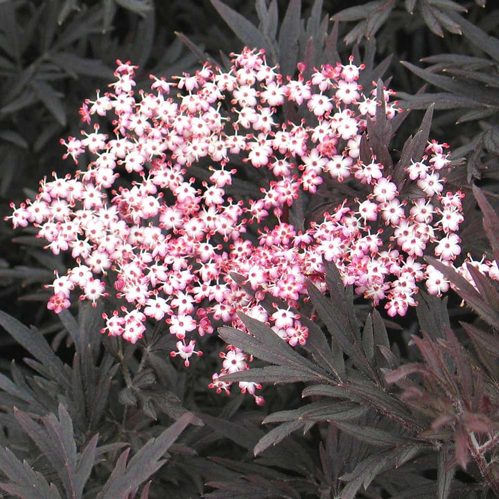 50+ Summer Flowering Trees Online | Ornamental Trees