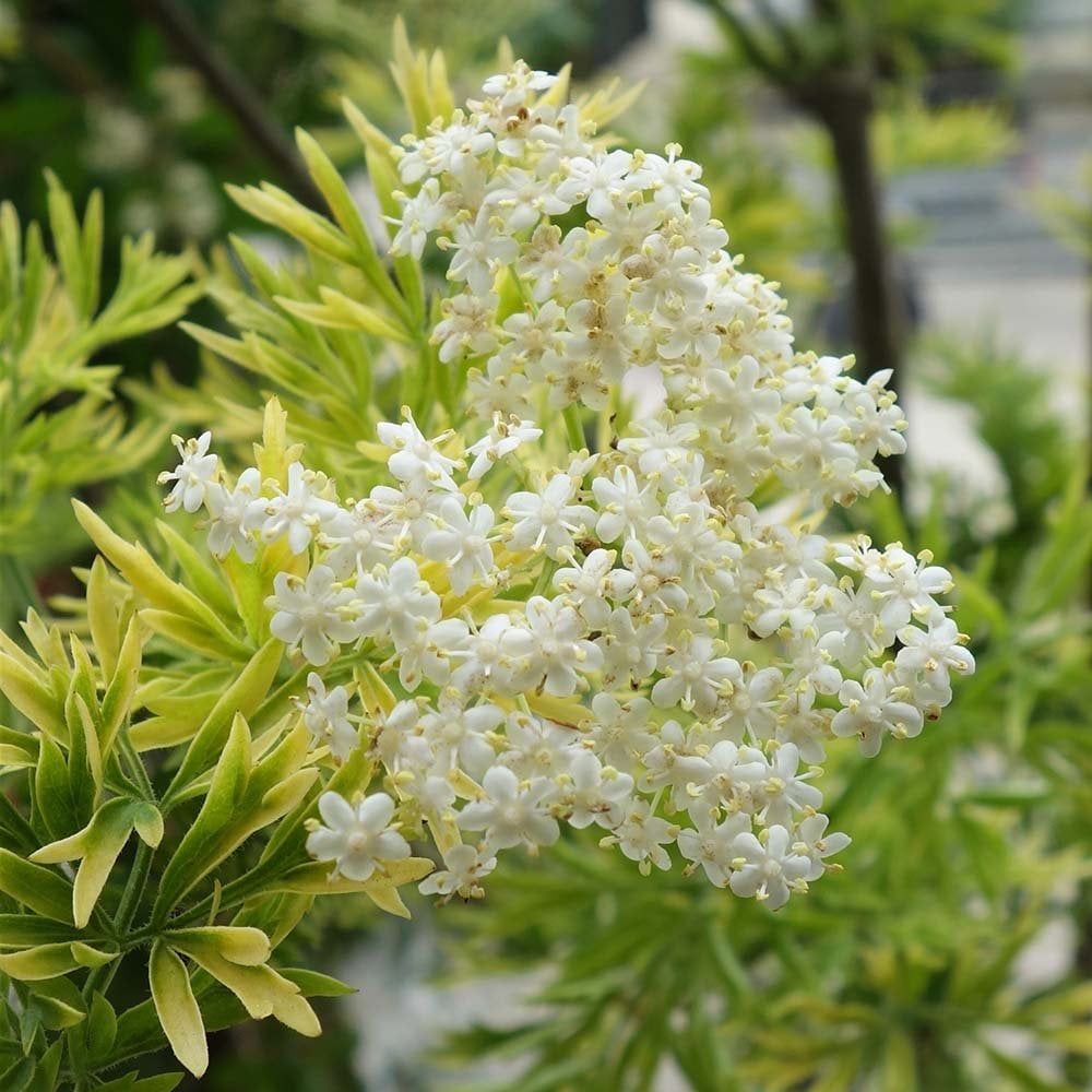 Sambucus nigra Golden Tower Jdeboer001 Golden Elder | Ornamental Trees