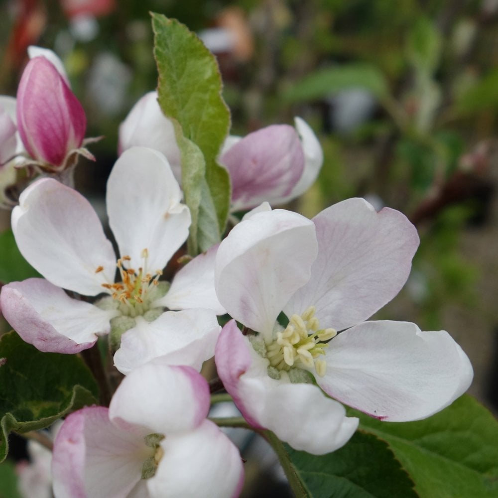 Scrumptious Apple Tree | Self Fertile Apples | Ornamental Trees