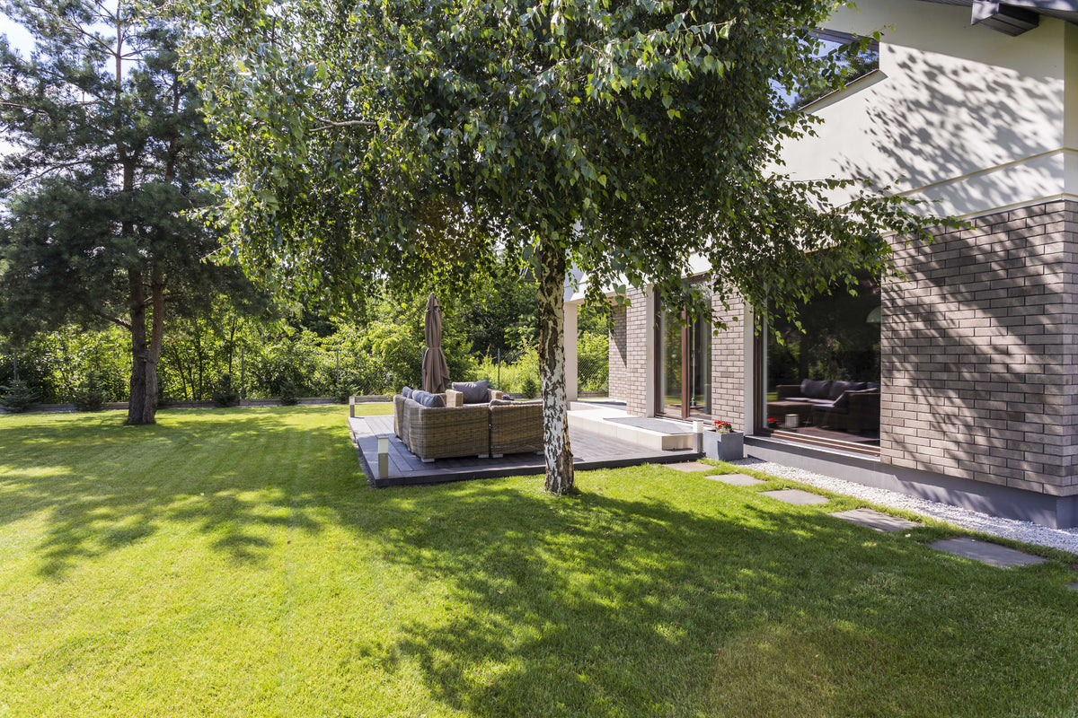 Buy Large & Established Mature Trees Online | Ornamental Trees