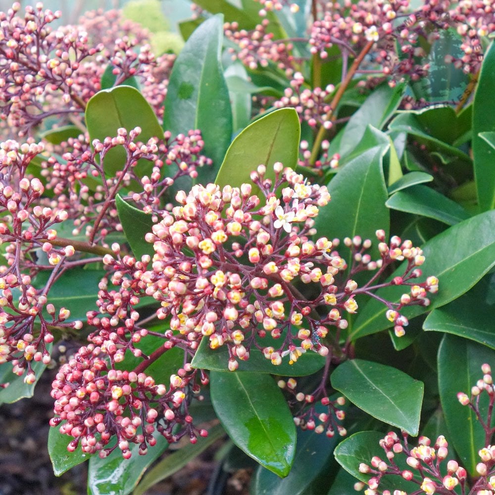 Skimmia japonica Rubella | Evergreen Shrubs | Ornamental Trees
