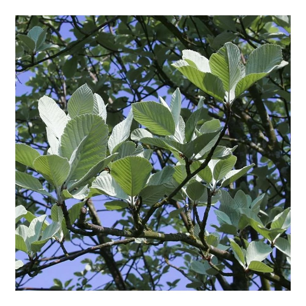 Sorbus aria Lutescens | Buy Whitebeam Trees Online – Ornamental Trees