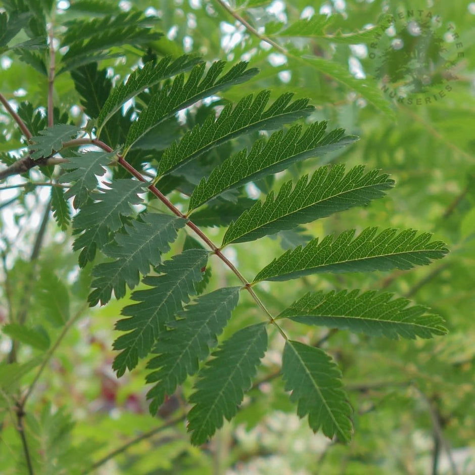 Mature Rowan Trees For Sale | Large Sorbus Trees | Ornamental Trees