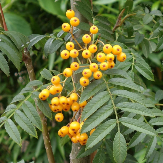 Sorbus aucuparia Autumn Spire | Upright Mountain Ash | Ornamental Trees