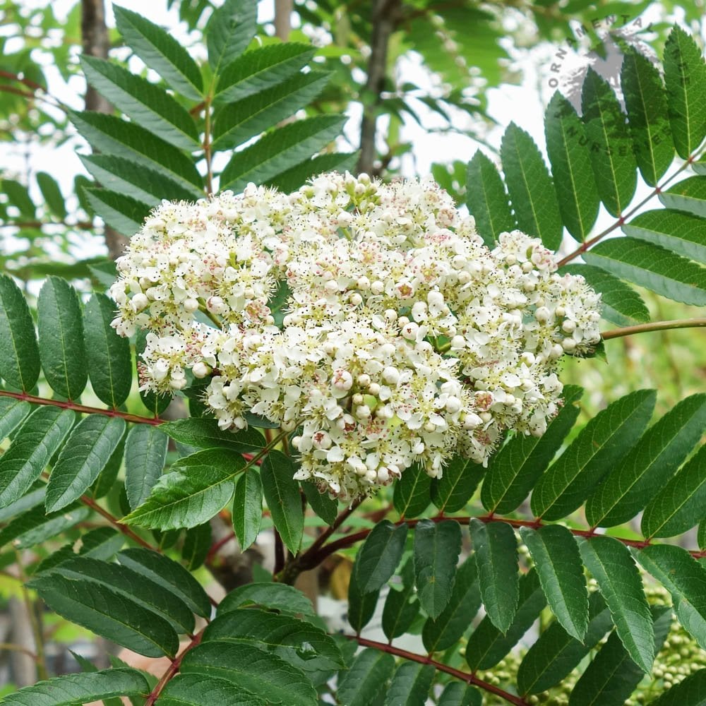 Sorbus aucuparia Autumn Spire | Upright Mountain Ash | Ornamental Trees