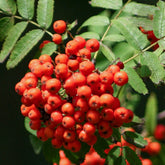 Sorbus commixta Olympic Flame | Scarlet Japanese Rowan | Ornamental Trees