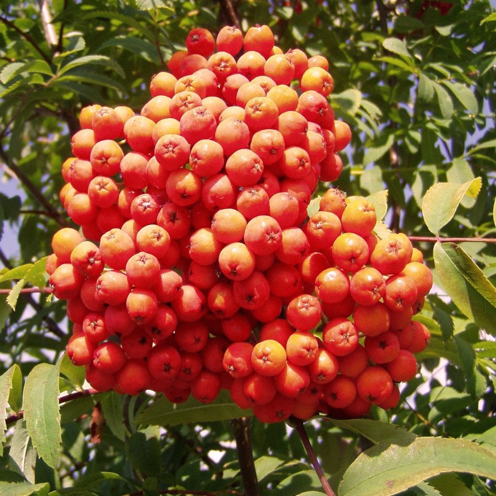 Sorbus aucuparia | Buy Native European Mountain Ash | Ornamental Trees