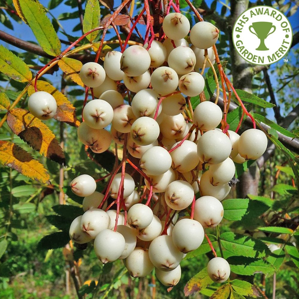 Sorbus cashmiriana | White Berry Kashmir Rowan Tree | Ornamental Trees