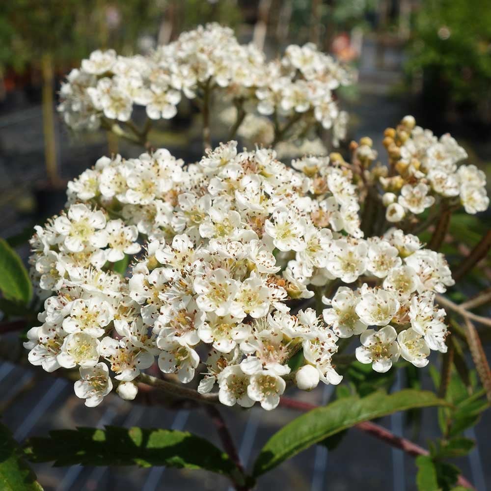 Sorbus Chinese Lace | Cut Leaved Rowan Trees | Ornamental Trees