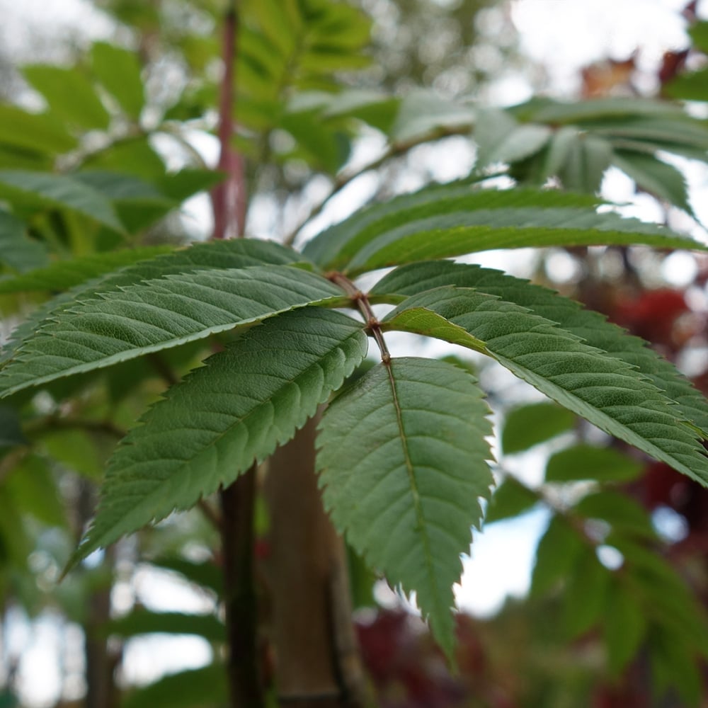 Sorbus commixta Embley | Buy Scarlet Japanese Rowan | Ornamental Trees