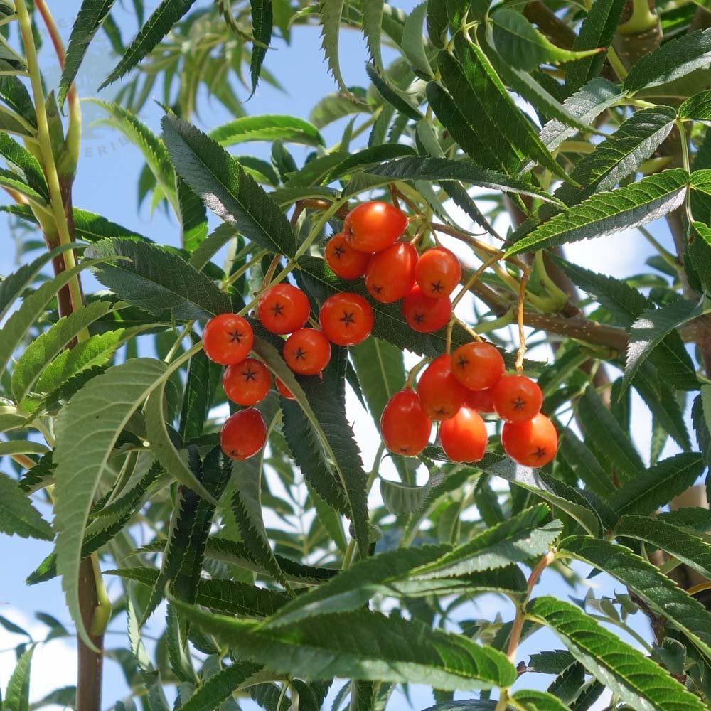 Sorbus commixta Olympic Flame | Scarlet Japanese Rowan | Ornamental Trees