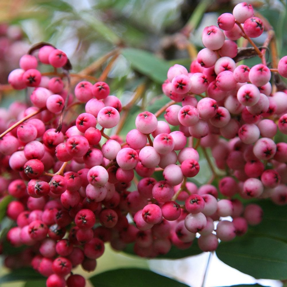 Sorbus hupehensis Pink Pagoda | Hupeh Rowan Trees | Ornamental Trees