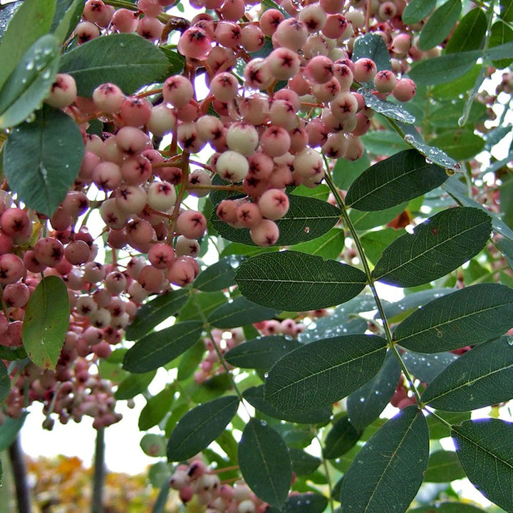 Sorbus aucuparia | Buy Native European Mountain Ash | Ornamental Trees