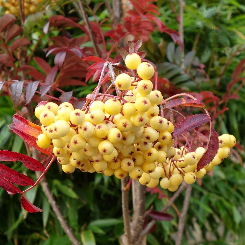 Sorbus vilmorinii | Vilmorins Rowan Tree For Sale | Ornamental Trees
