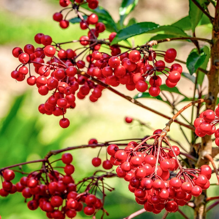 Sorbus hupehensis Pink Pagoda | Hupeh Rowan Trees | Ornamental Trees