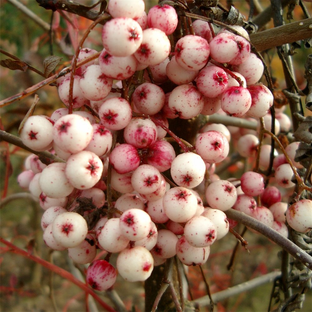 Sorbus vilmorinii | Vilmorins Rowan Tree For Sale | Ornamental Trees