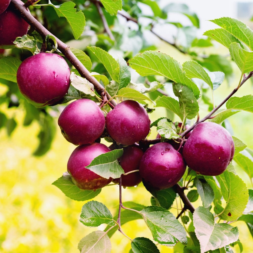 Spartan Apple Trees For Sale | Purple Apples | Ornamental Trees