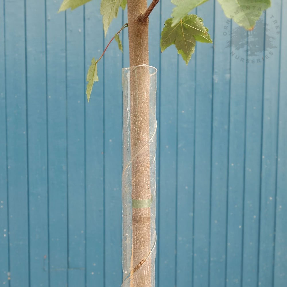 Spiral Tree Guard | Rabbit Guard | Essentials | Ornamental Trees