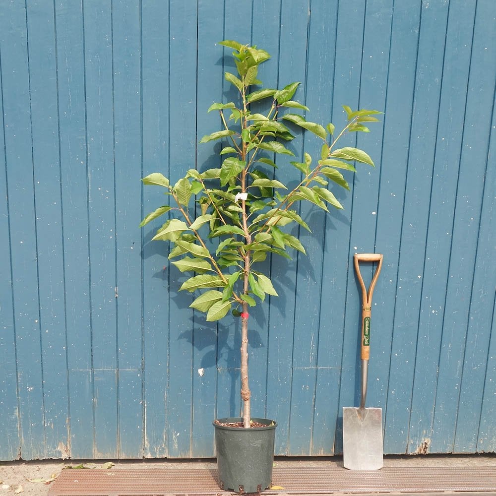 Stardust Coveu Cherry Tree | White Cherries | Ornamental Trees