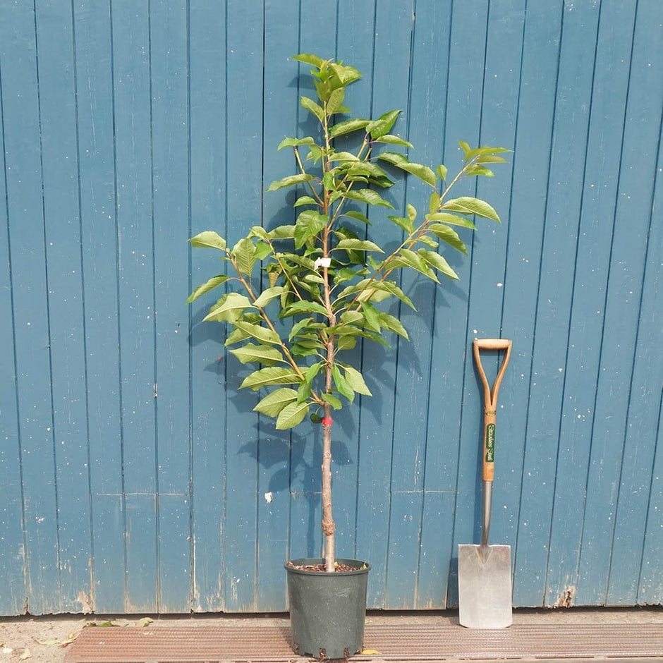 Cherry Trees For Sale | Eating & Cooking Cherries | Ornamental Trees