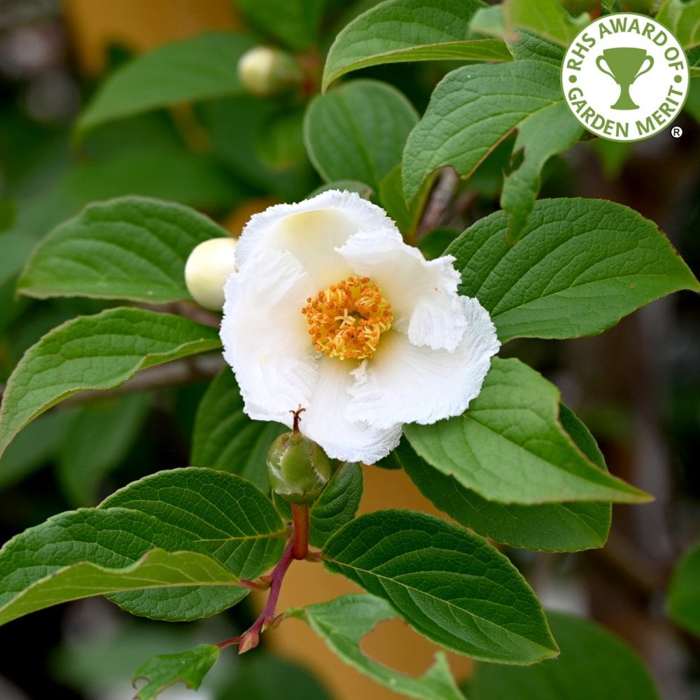Stewartia pseudocamellia | Deciduous Camellia | Ornamental Trees