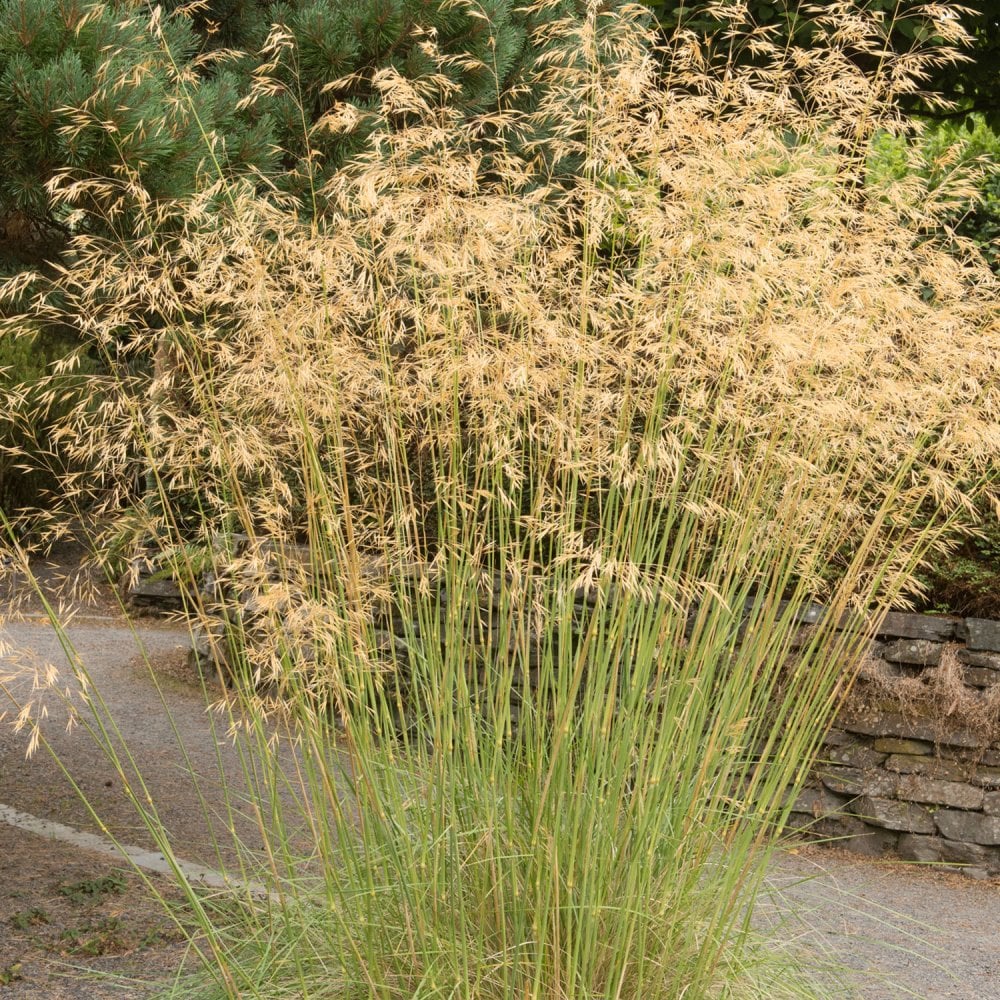 Stipa gigantea | Golden Oats Ornamental Tall Grass – Ornamental Trees