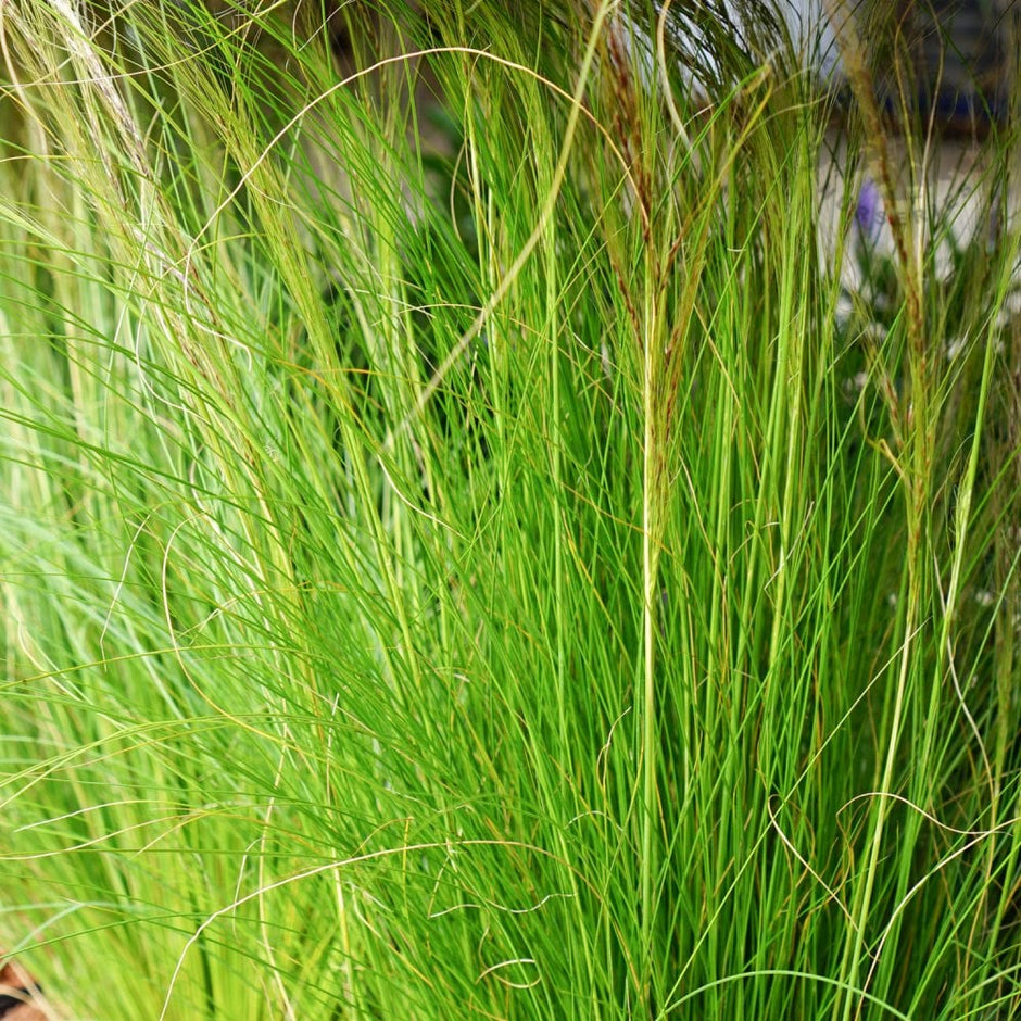 Stipa gigantea | Golden Oats Ornamental Tall Grass – Ornamental Trees