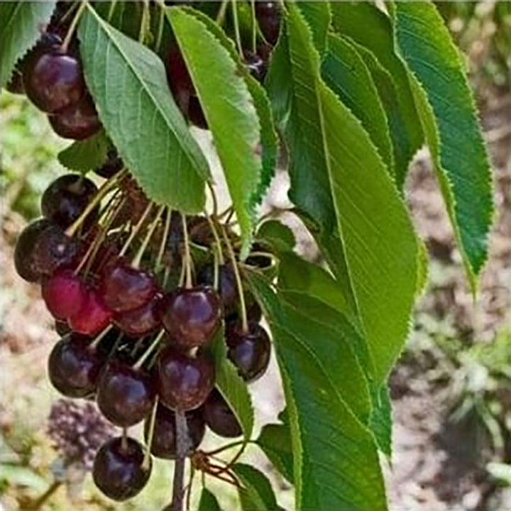 Cherry Trees For Sale | Eating & Cooking Cherries | Ornamental Trees