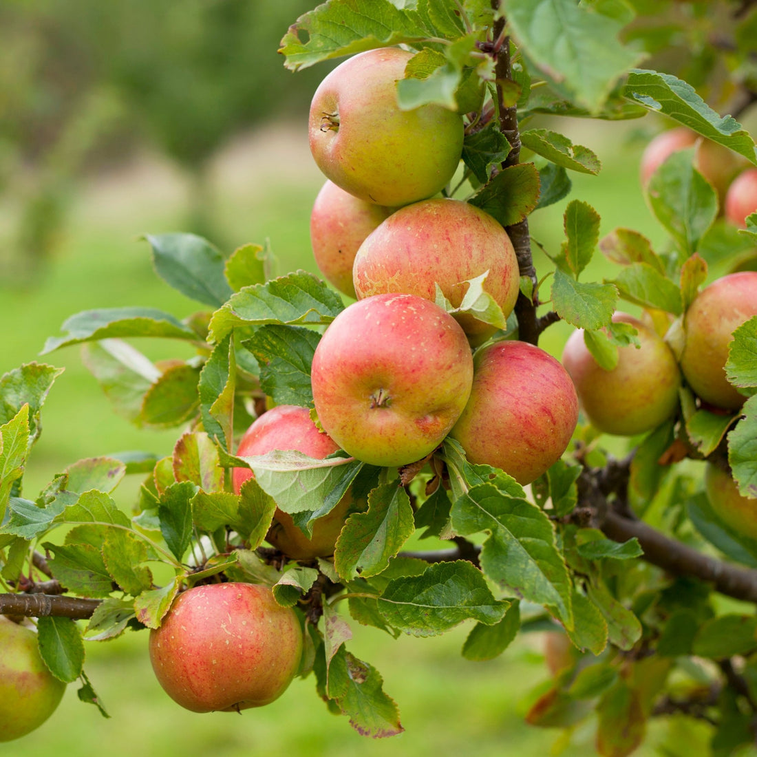 Sunset Apple Trees For Sale | Eating Apples | Ornamental Trees