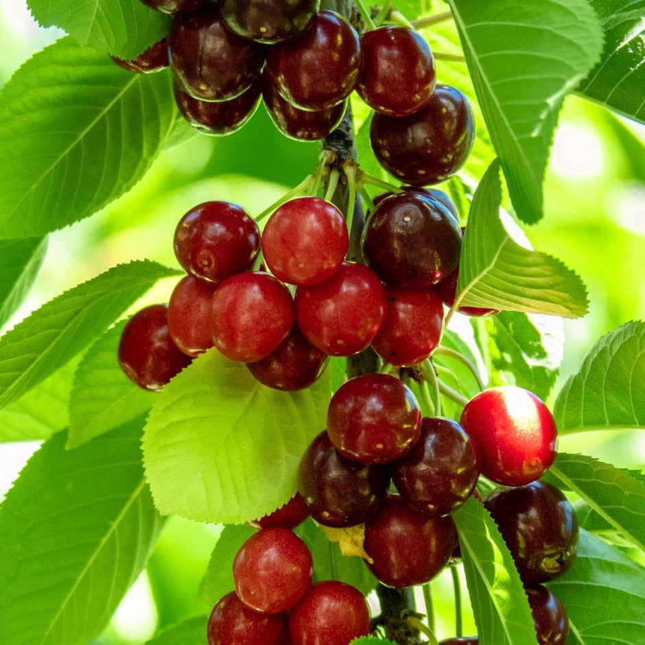 Cherry Trees For Sale | Eating & Cooking Cherries | Ornamental Trees