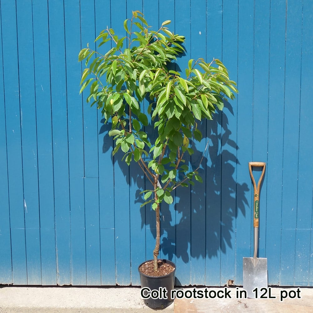 Sweetheart Cherry Tree | Sweet Eating Cherry Trees Online – Ornamental ...