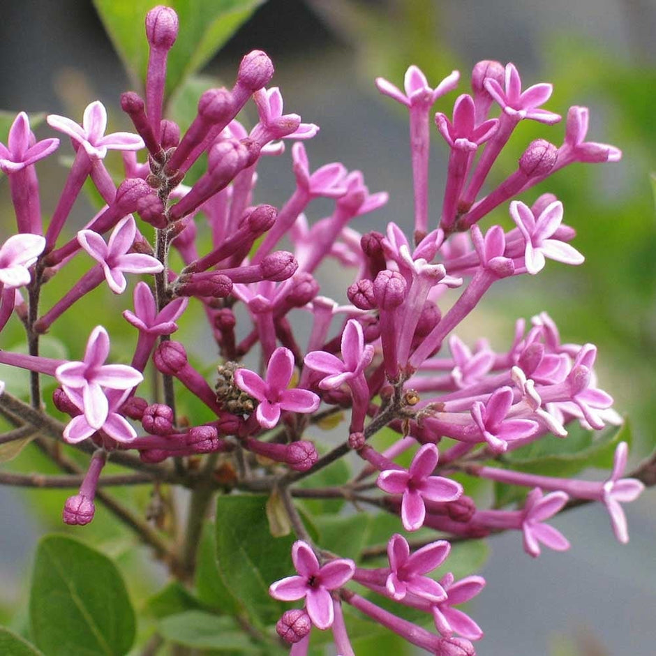 Lilac Trees & Bushes | Syringa For Sale | Ornamental Trees