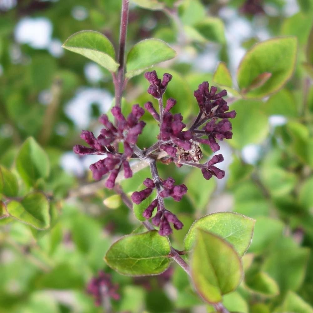 Syringa Dark Purple | Small Lilac Shrubs For Sale | Ornamental Trees