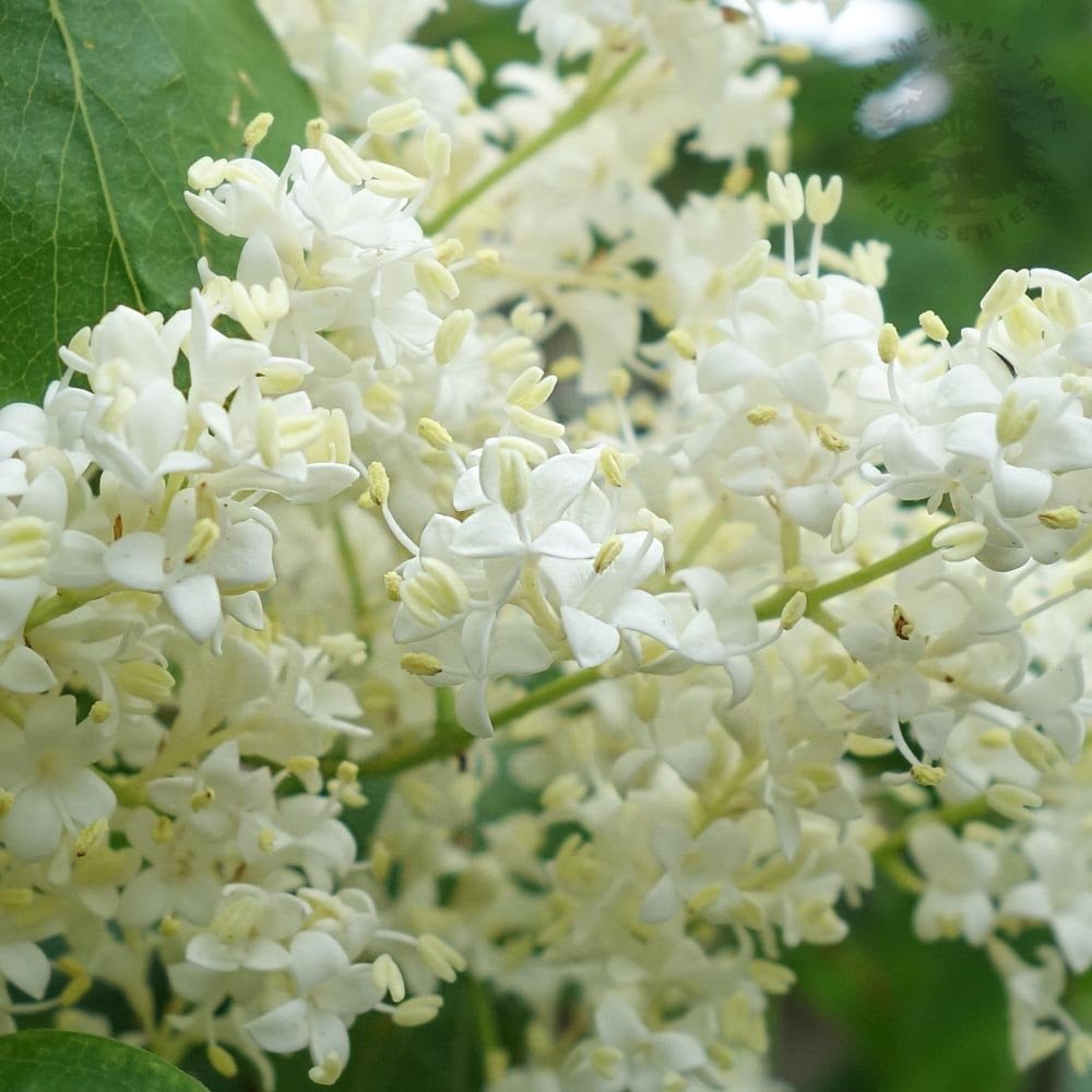 Syringa pekinensis China Snow | White Peking Lilac | Ornamental Trees