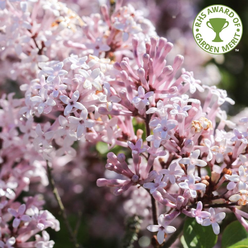 Lilac Trees & Bushes | Syringa For Sale | Ornamental Trees