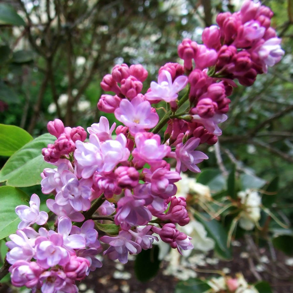 Lilac Trees & Bushes | Syringa For Sale | Ornamental Trees