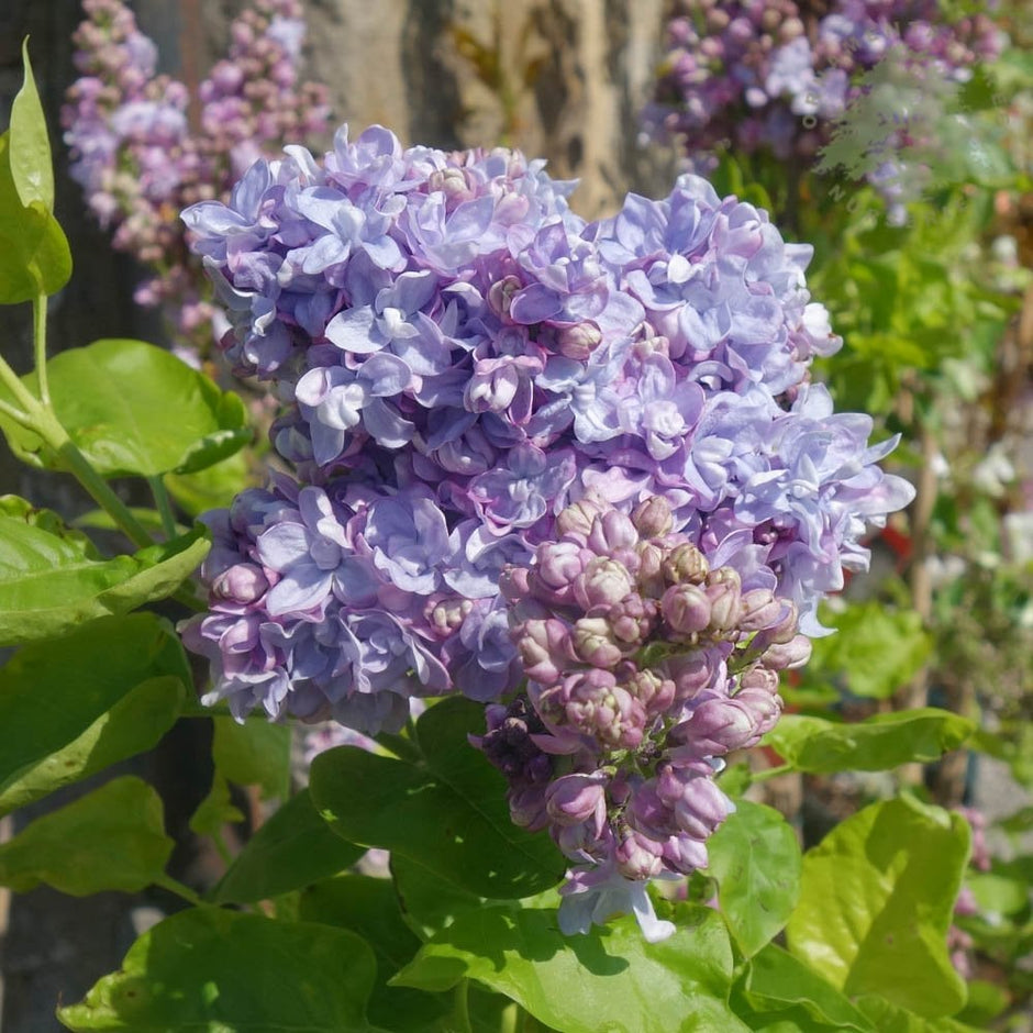 Lilac Trees & Bushes | Syringa For Sale | Ornamental Trees